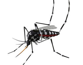 Mosquito 3D Models | CGTrader