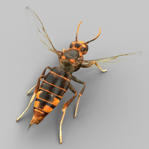 3D model Insect Collection Vol 1 VR / AR / low-poly OBJ | CGTrader.com