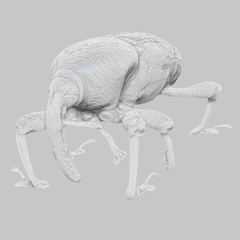 3D model Insect Collection Vol 2 VR / AR / low-poly | CGTrader