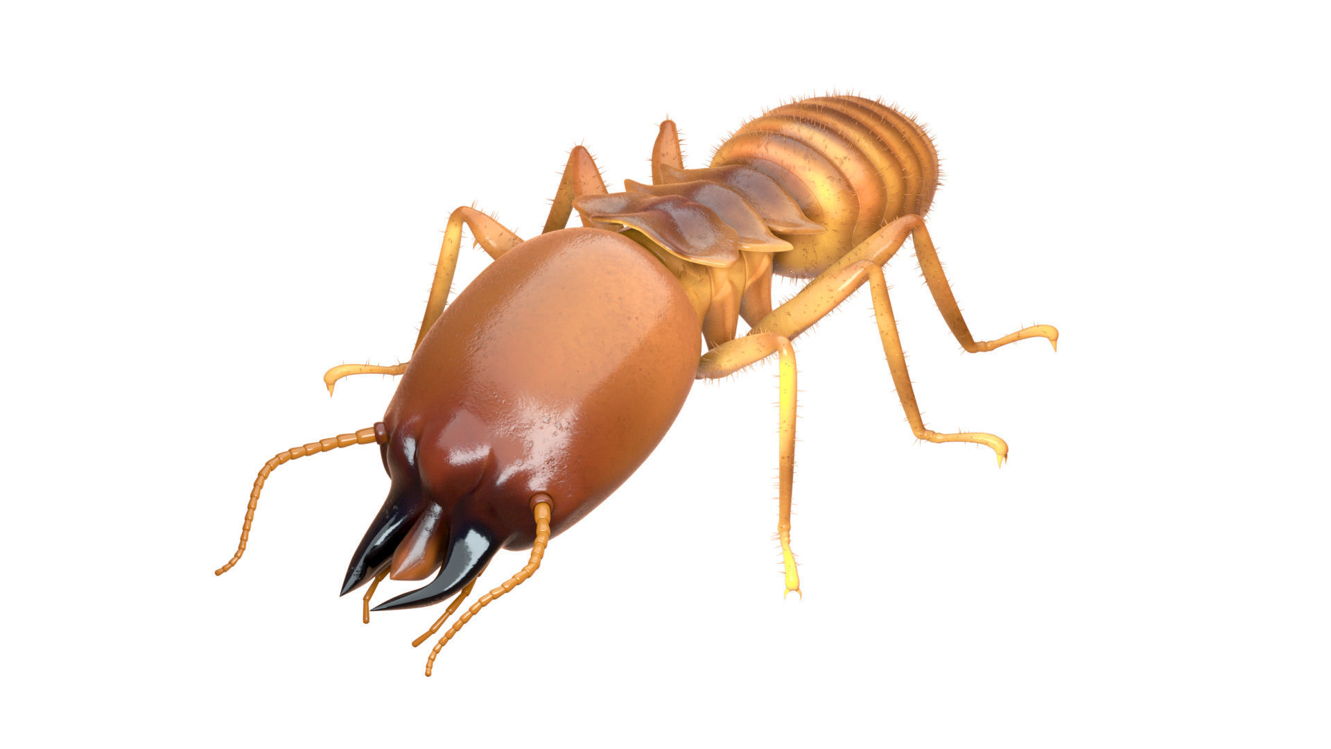 3D model Termite - Soldier VR / AR / low-poly | CGTrader