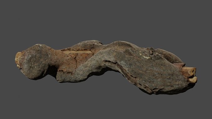 Photo-realistic root free 3D model | CGTrader