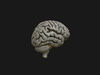 human Brain 3D model Ready to 3D print 3D model 3D printable | CGTrader
