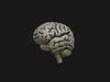 human Brain 3D model Ready to 3D print 3D model 3D printable | CGTrader