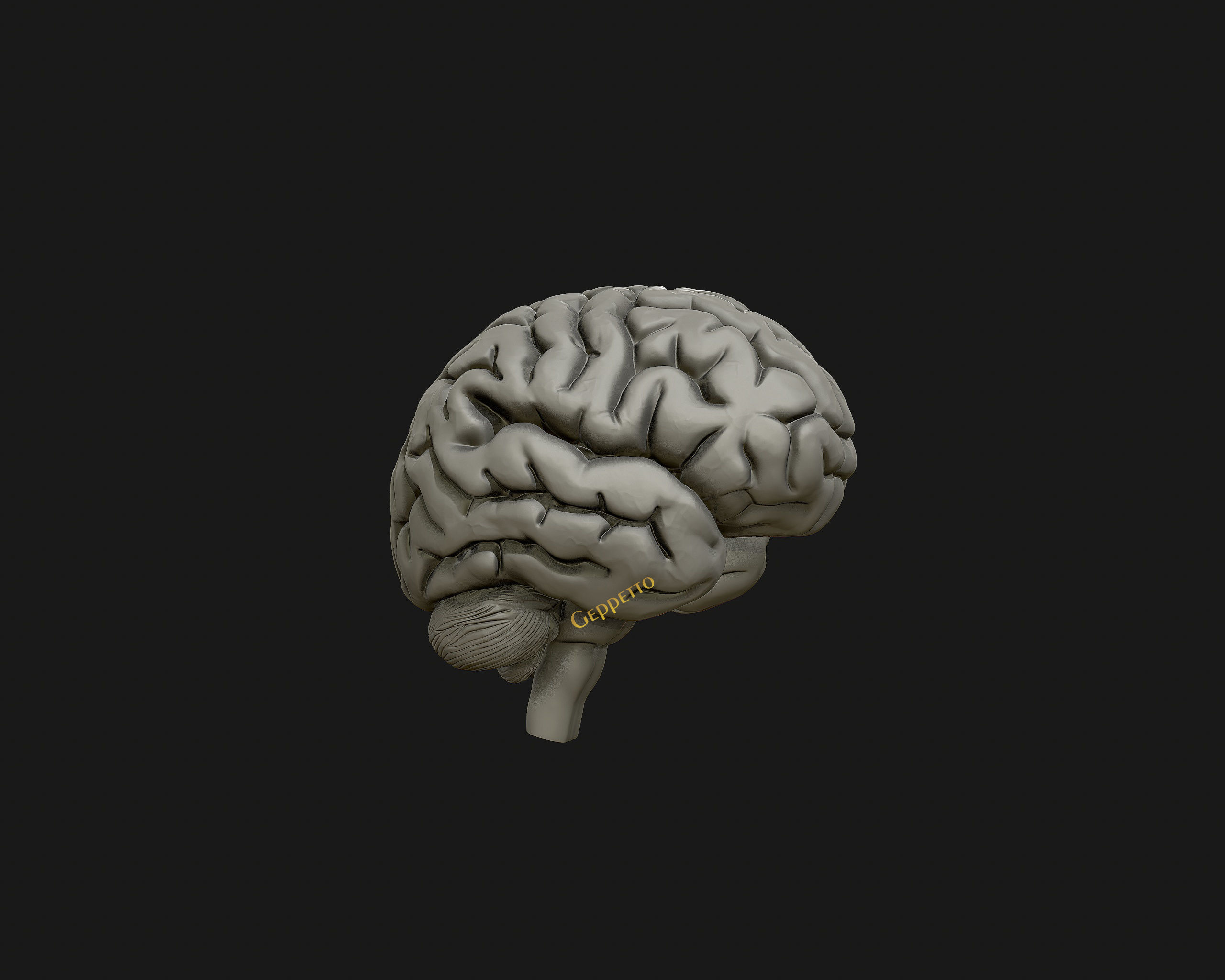 human Brain 3D model Ready to 3D print 3D model 3D printable | CGTrader