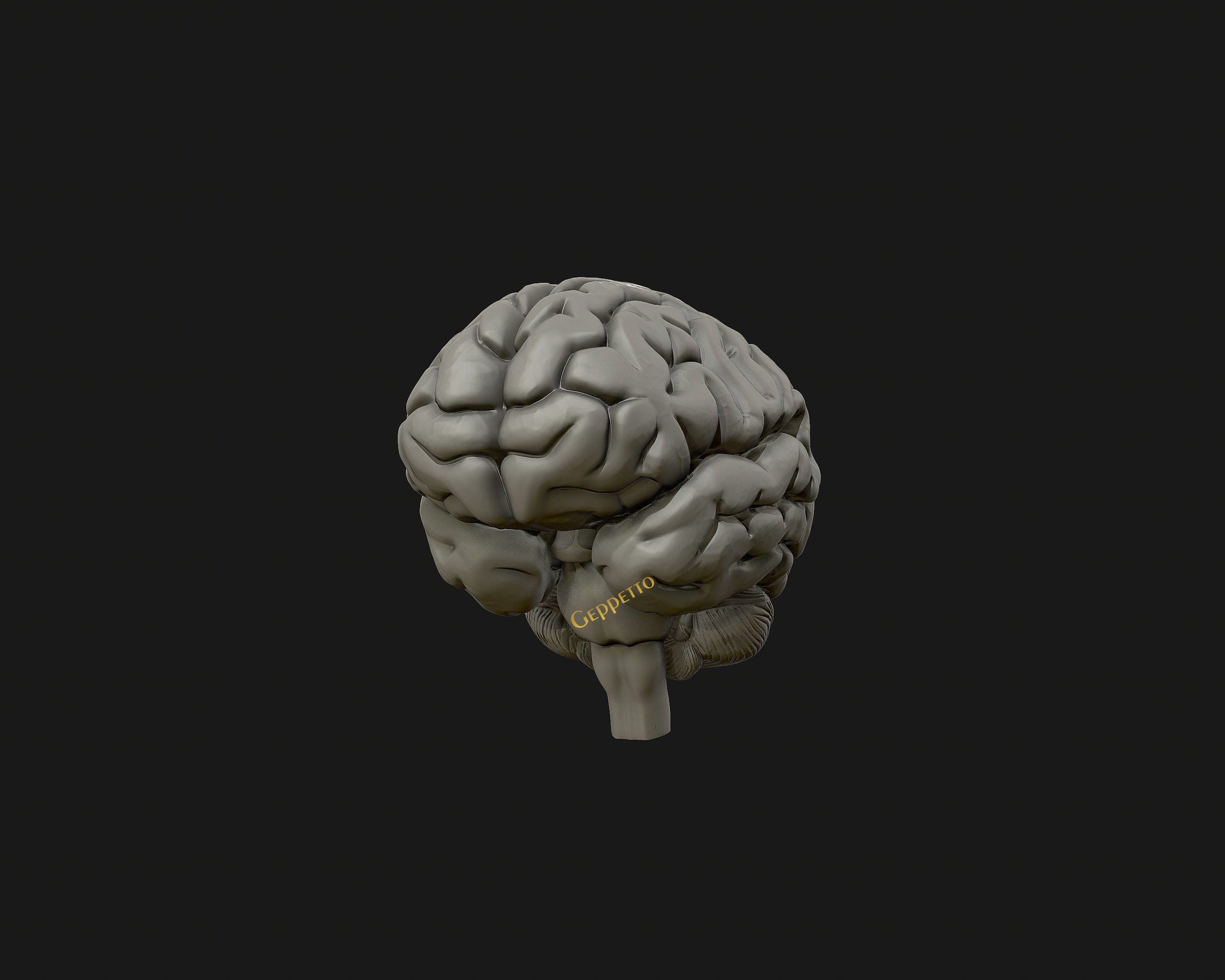 human Brain 3D model Ready to 3D print 3D model 3D printable | CGTrader