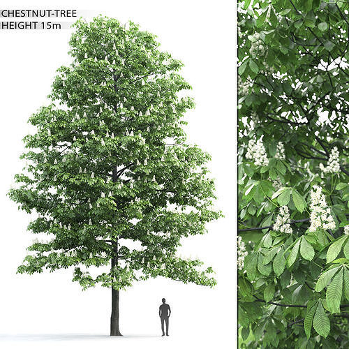 Chestnut-tree 01 H15m 3D model | CGTrader