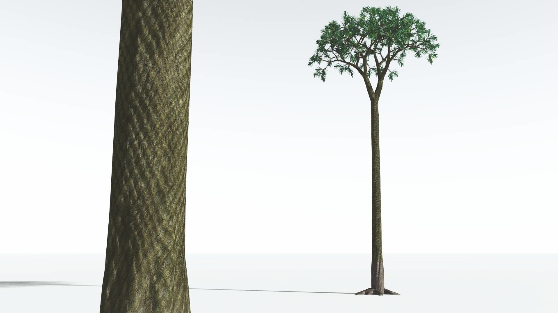 EVERYPlant Spiny Scale Tree 05 --15 Models-- 3D model | CGTrader