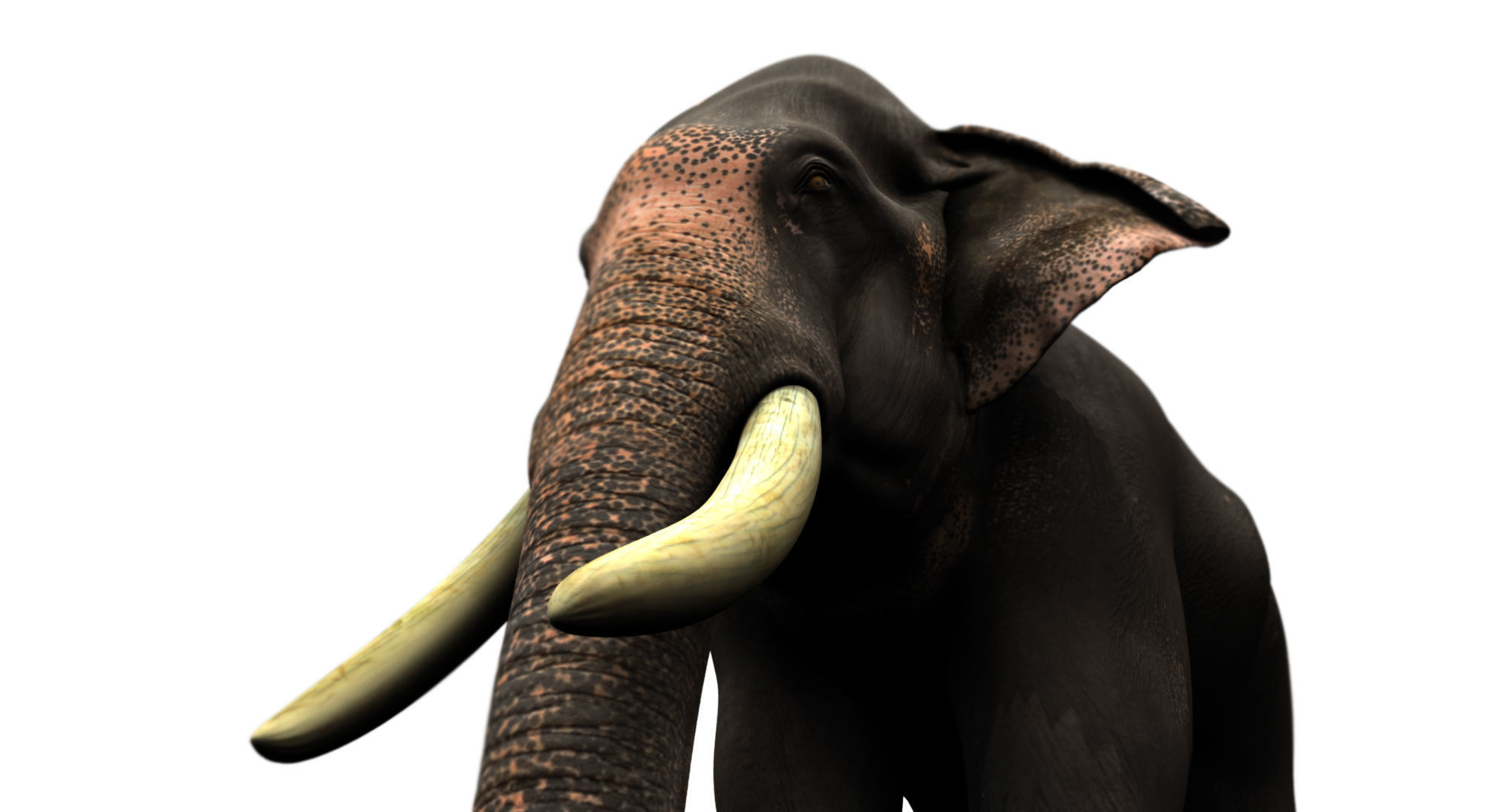 asian elephant 3d rig model 2 3D model rigged | CGTrader