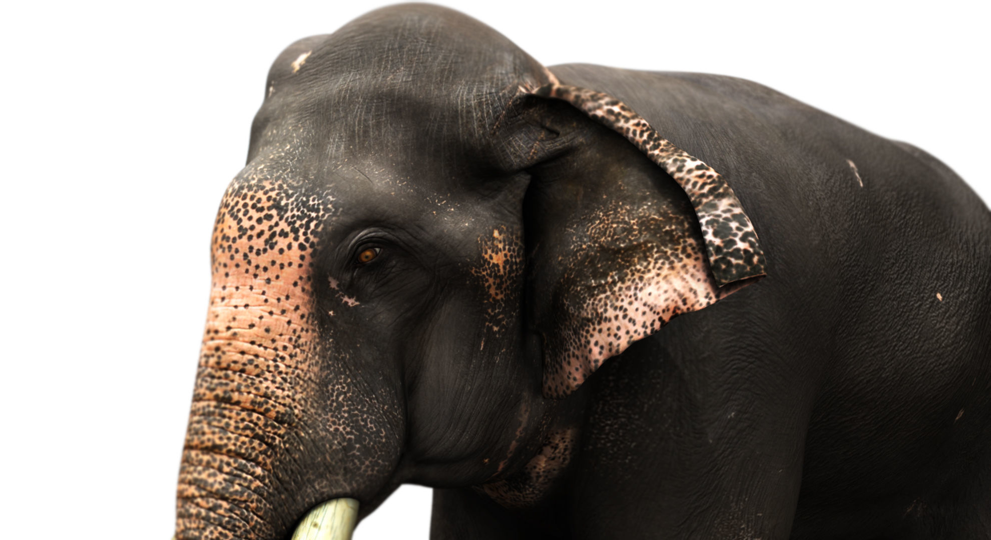 asian elephant 3d rig model 2 3D model rigged | CGTrader