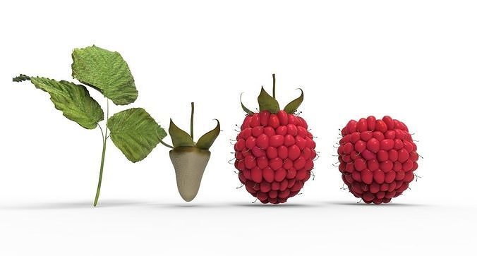 raspberry 3D model | CGTrader