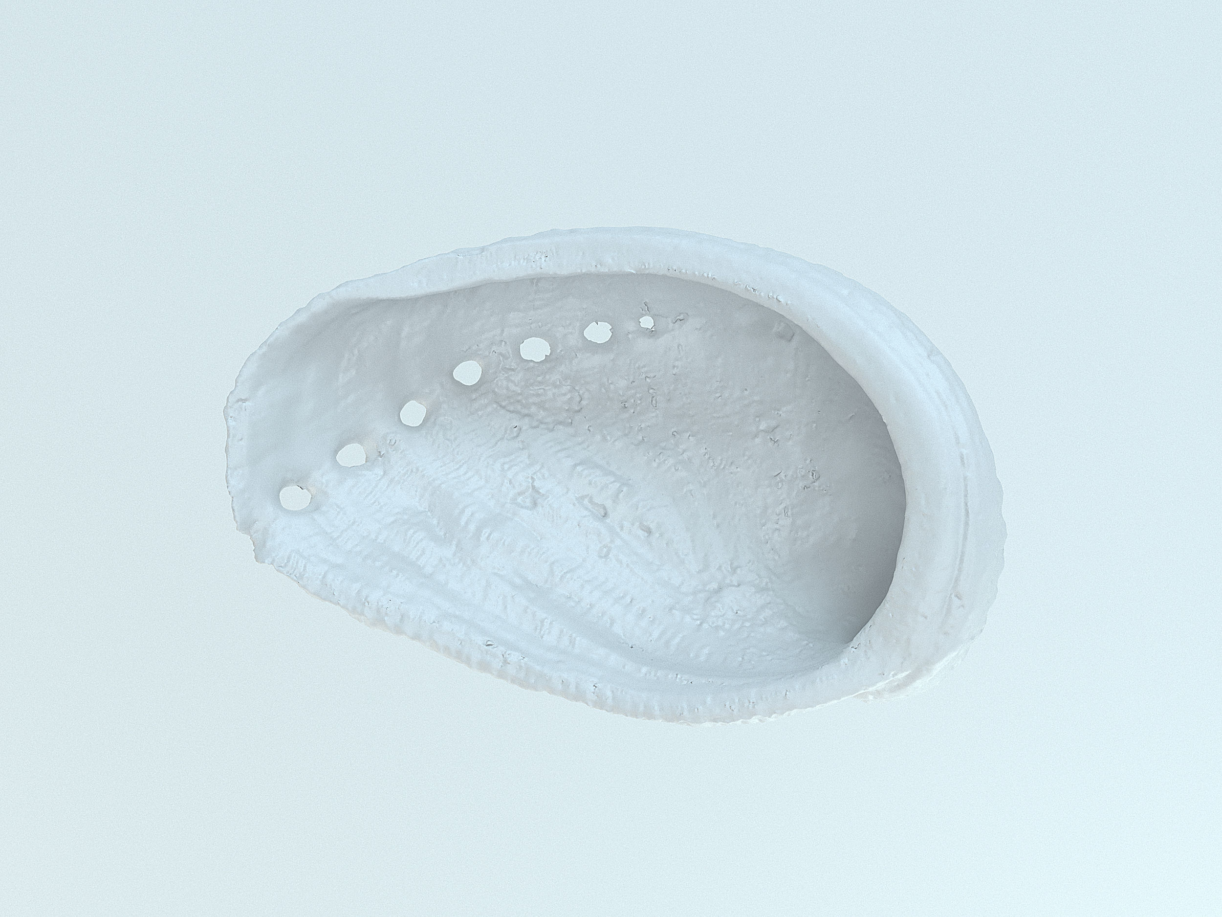 Shell Haliotis tuberculata lamellosa 3D model | CGTrader