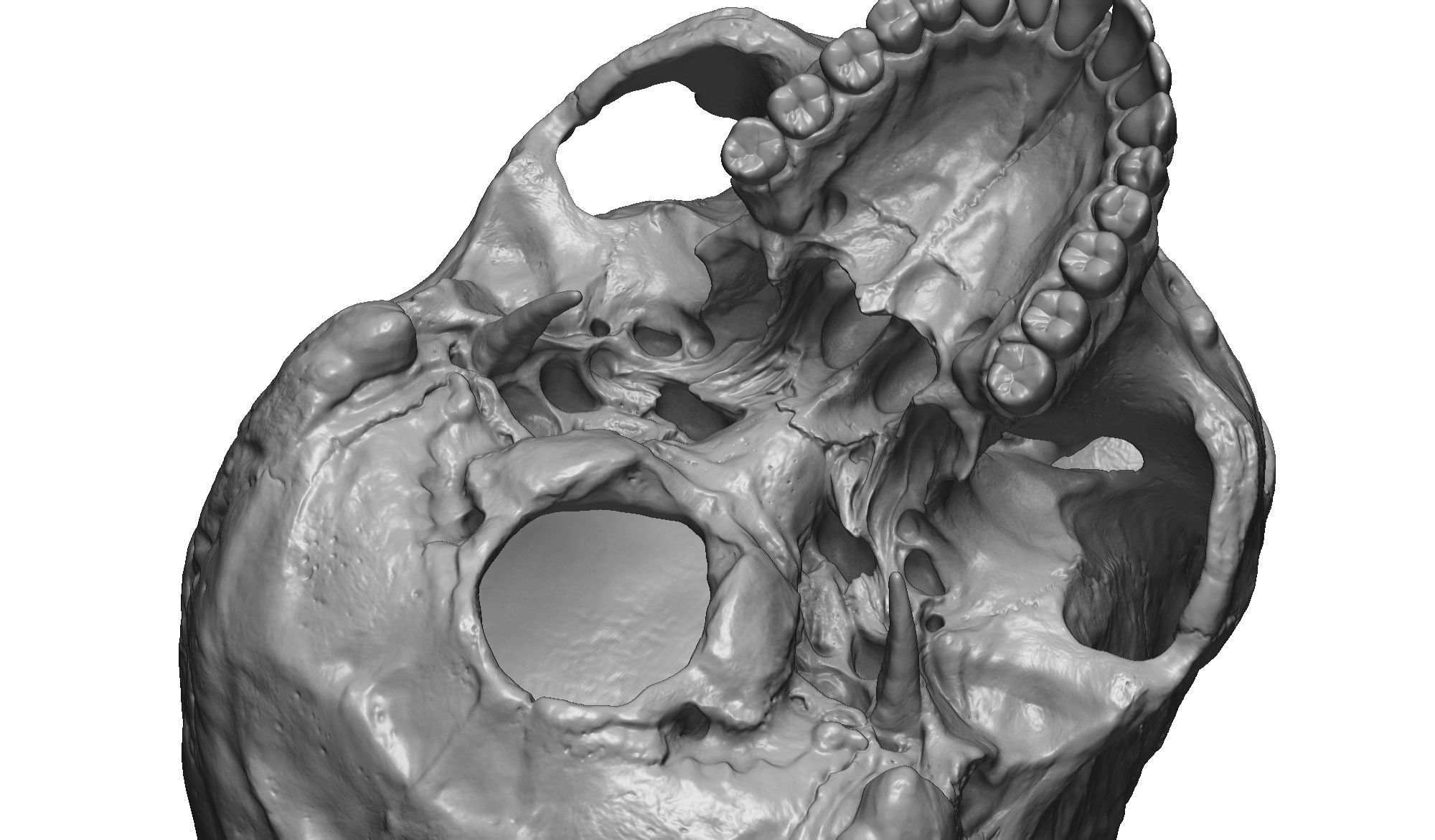 Female human skull- realistic 3d print model- 3 versions set 3D model ...