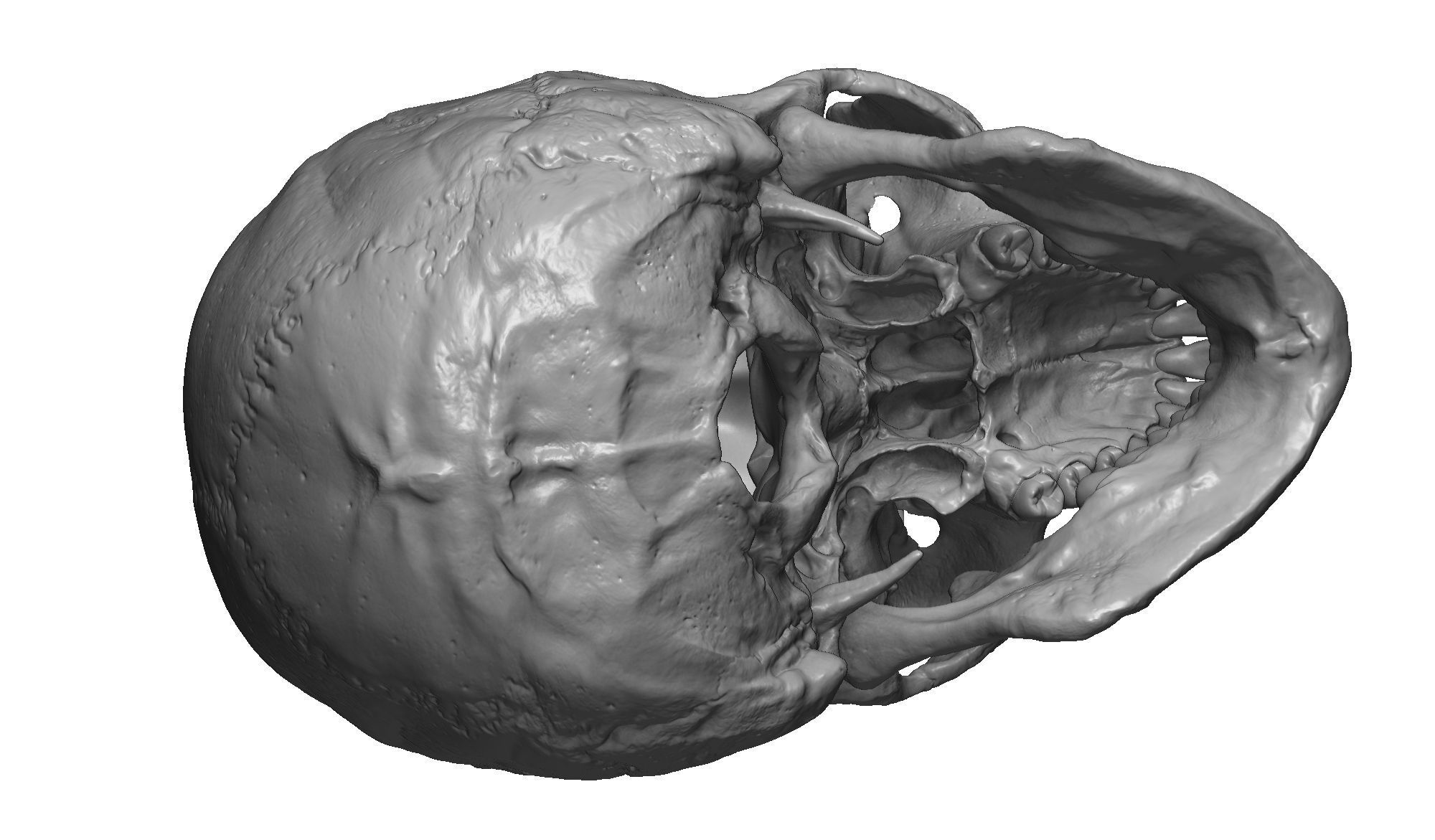 Female human skull- realistic 3d print model- 3 versions set 3D model ...