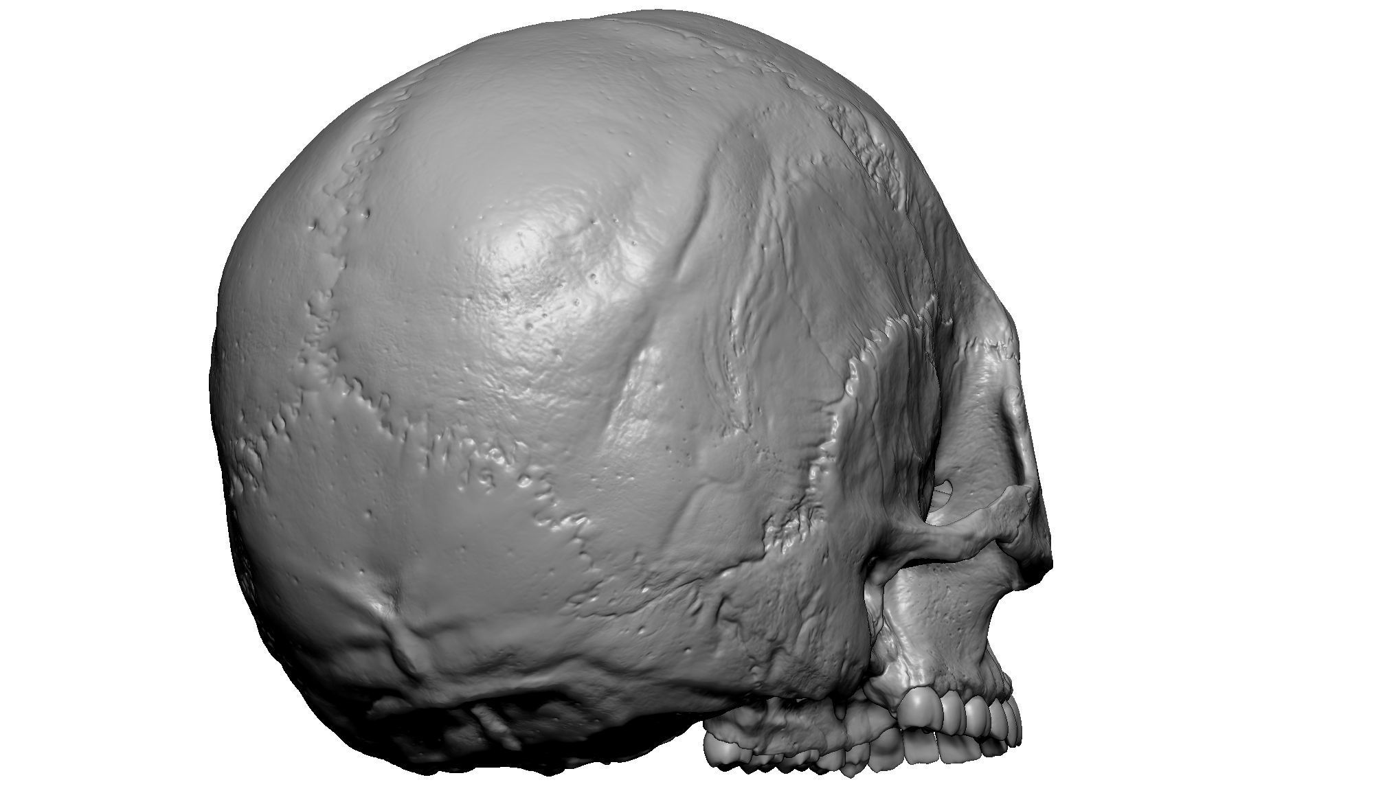 Female human skull- realistic 3d print model- 3 versions set 3D model ...