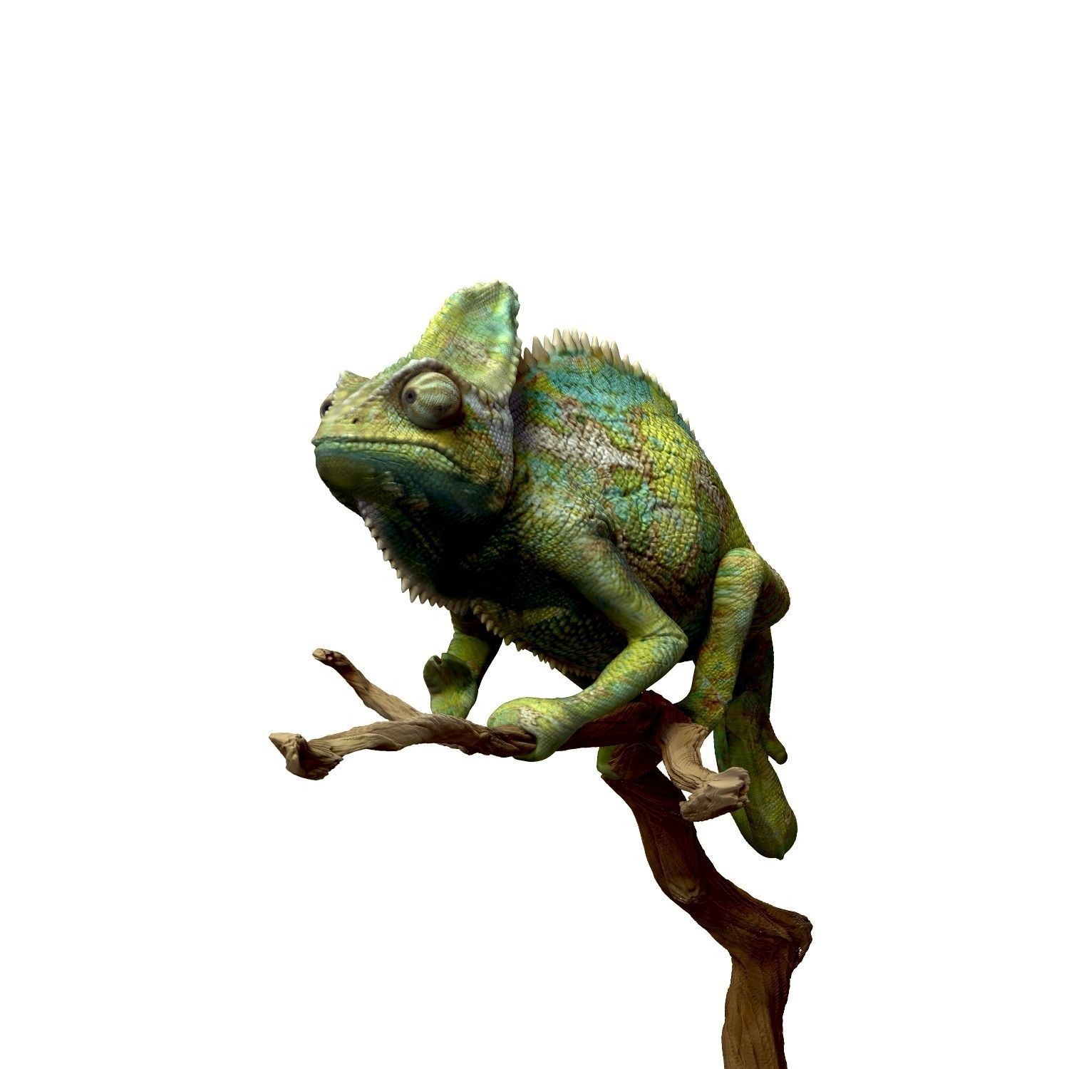 Chameleon Realistic High Poly 3D model | CGTrader