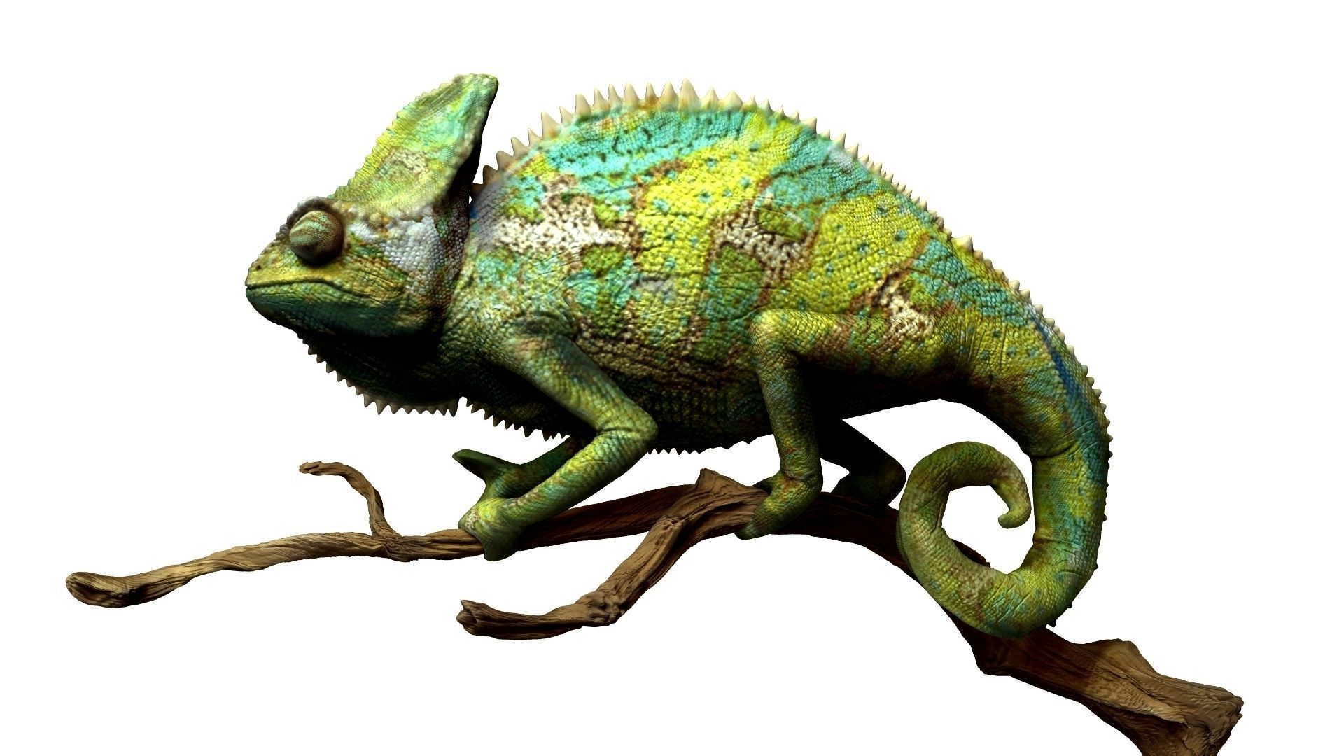 Chameleon Realistic High Poly 3D model | CGTrader