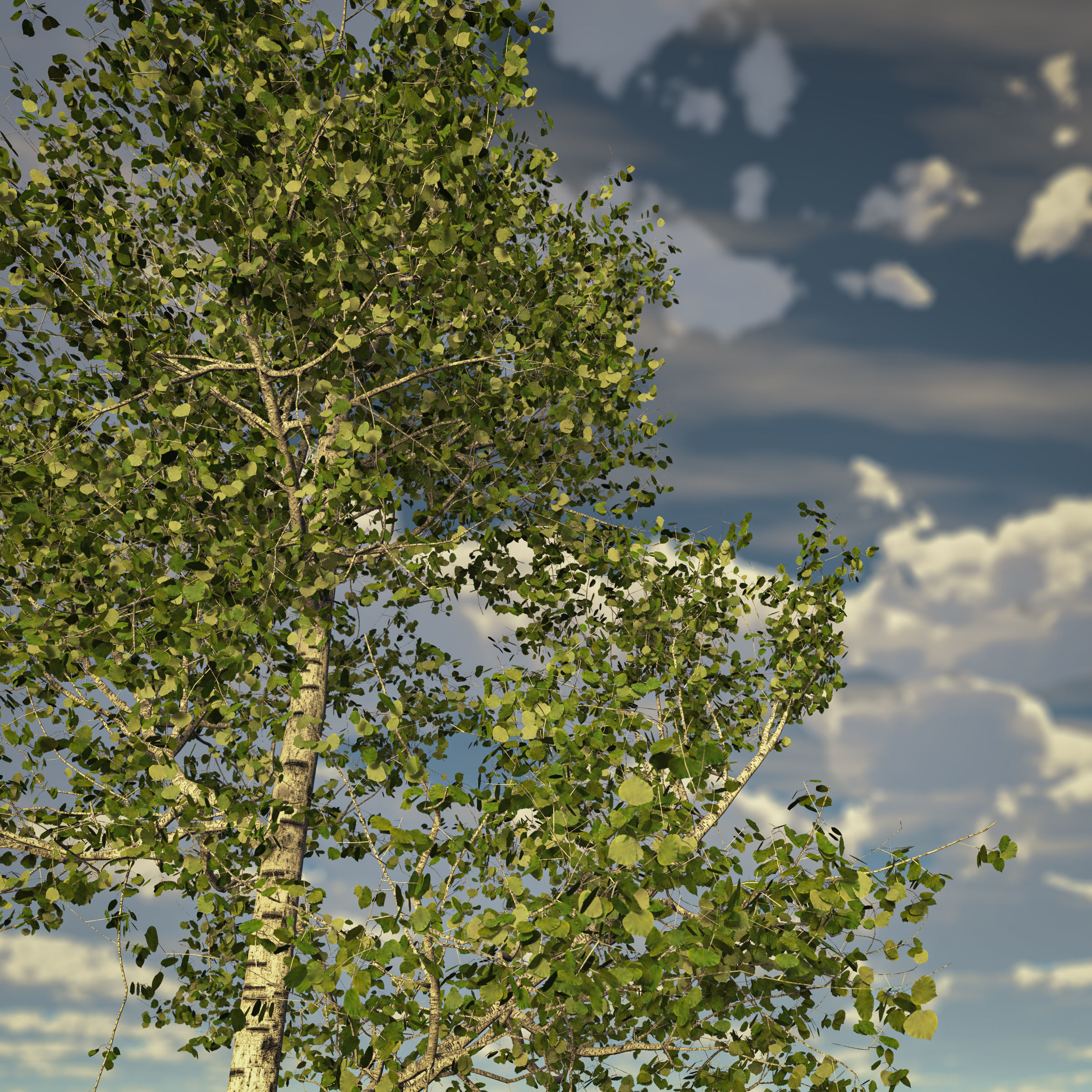 Quaking Aspen Model in Multiple Growth Stages 3D model | CGTrader