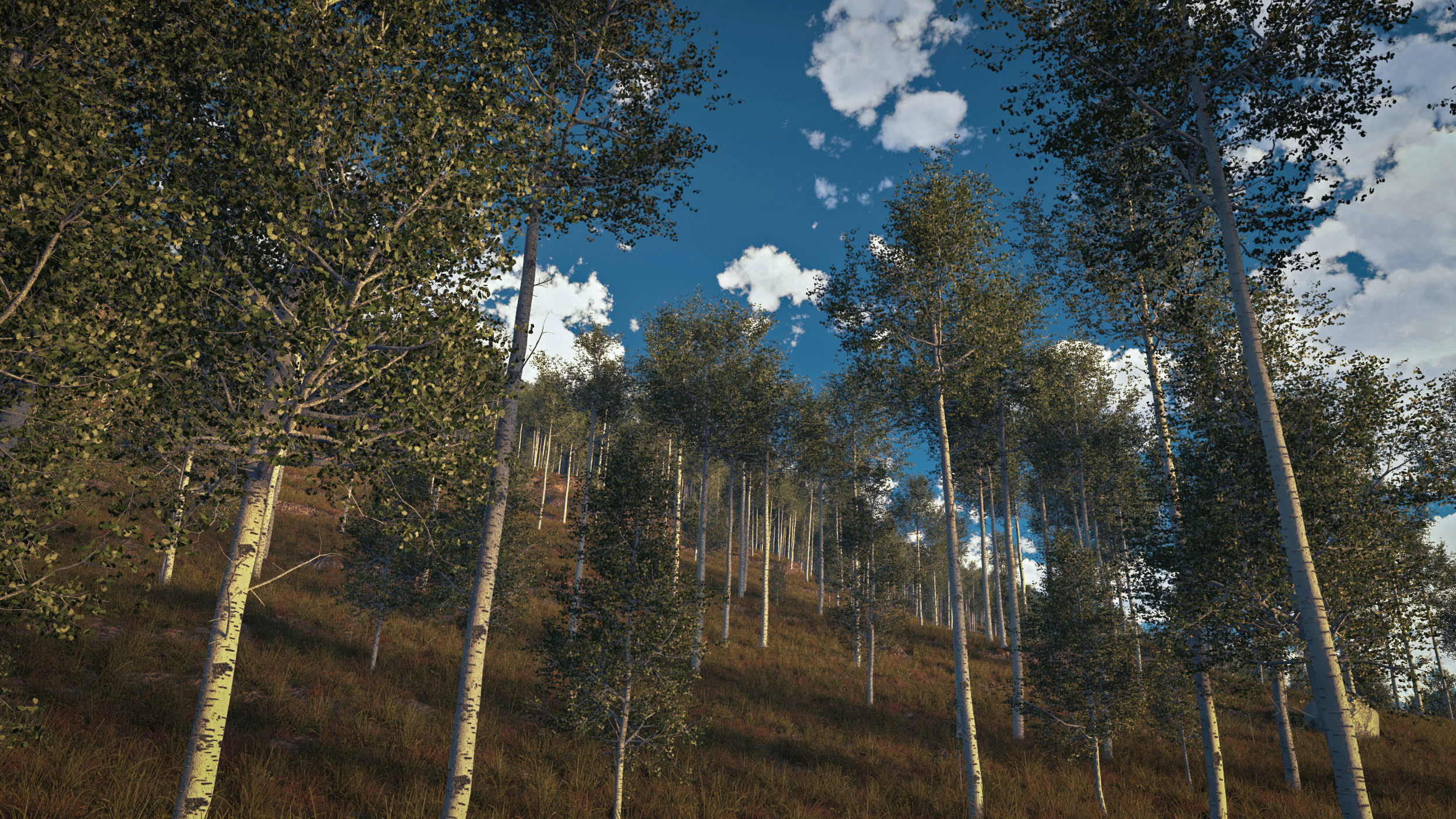Quaking Aspen Model in Multiple Growth Stages 3D model | CGTrader