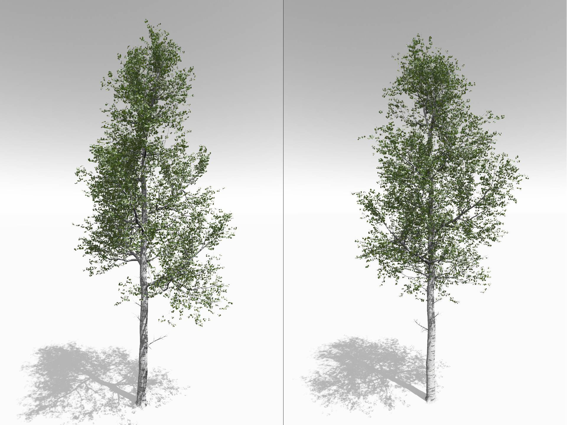 Quaking Aspen Model in Multiple Growth Stages 3D model | CGTrader