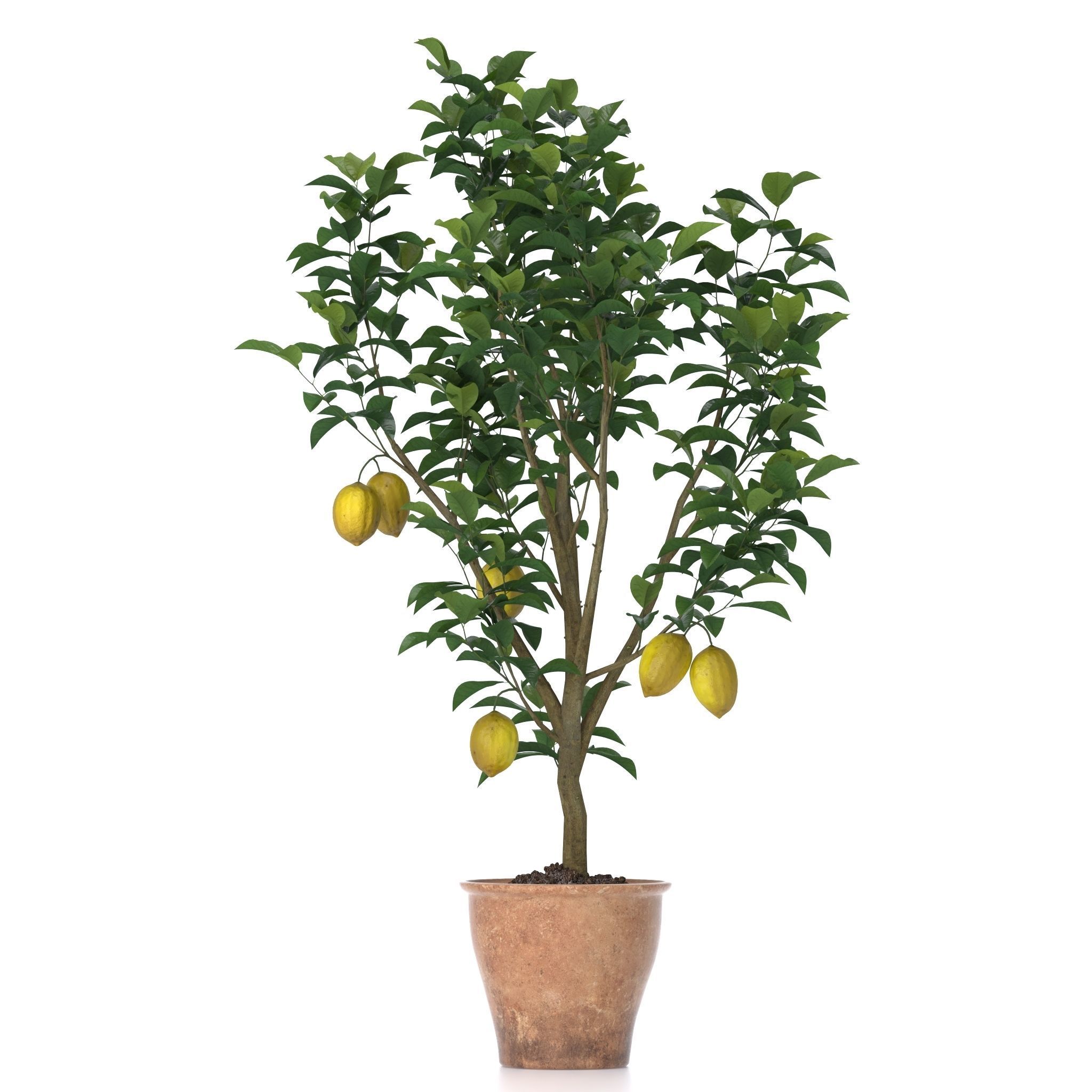 Two lemon trees 3D model | CGTrader