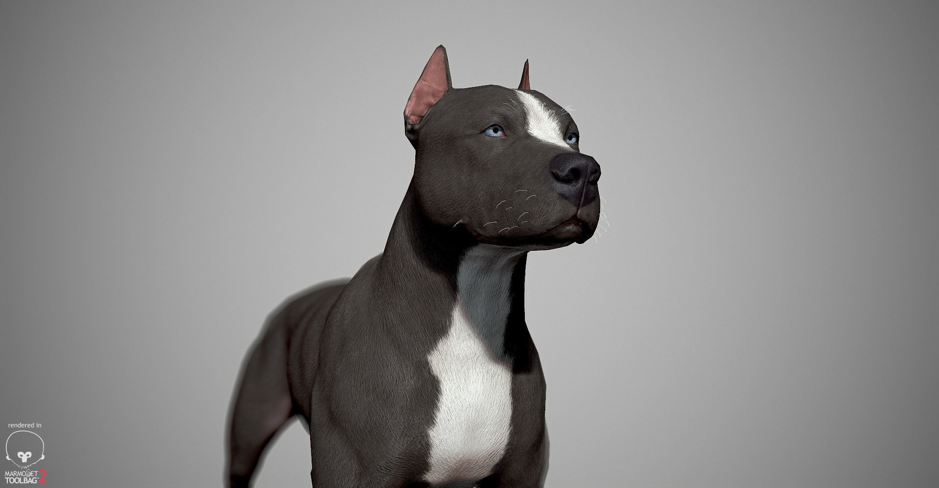 3D model Pitbull Real-Time VR / AR / low-poly ZTL - CGTrader.com