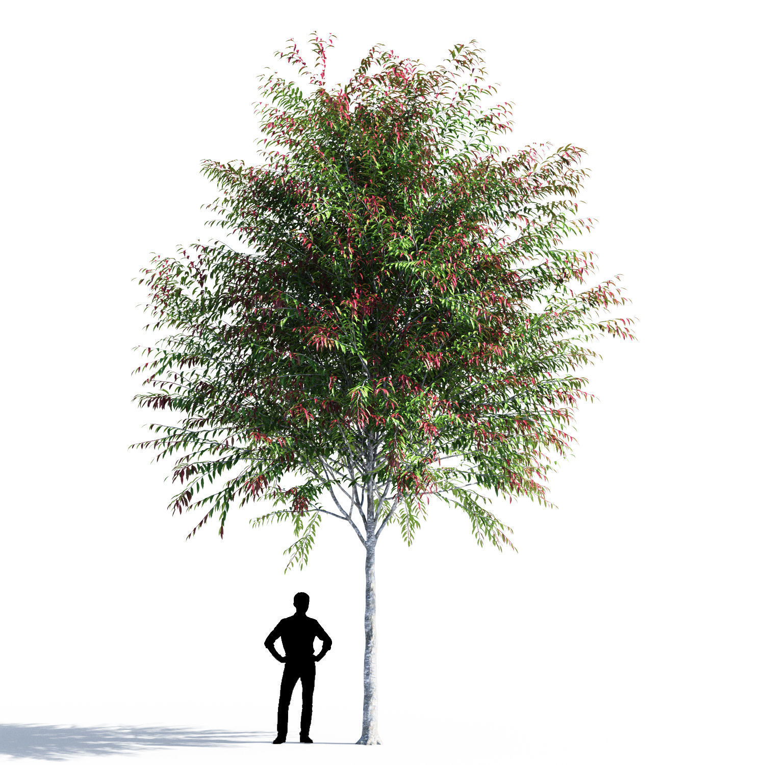 Waterhousea floribunda collection 3D model | CGTrader