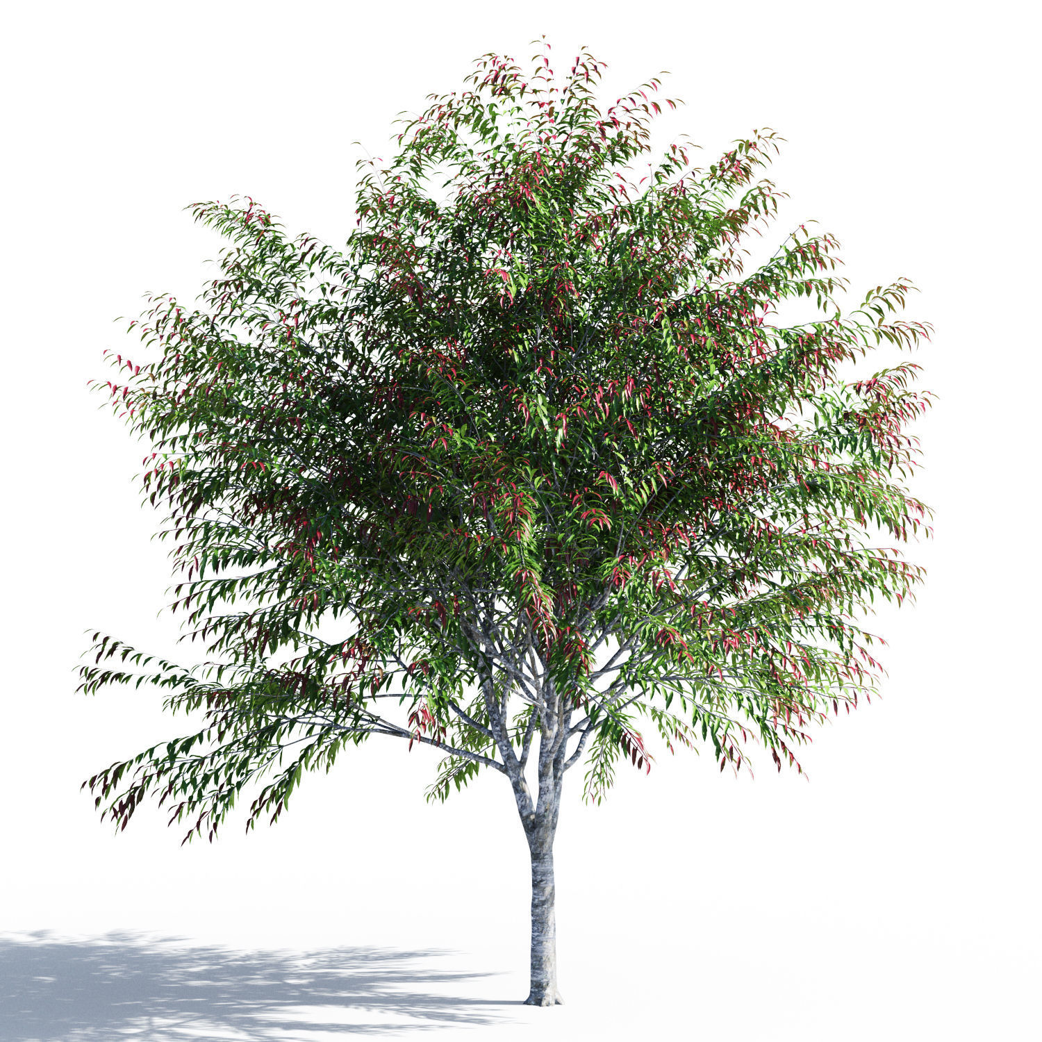 Waterhousea floribunda collection 3D model | CGTrader