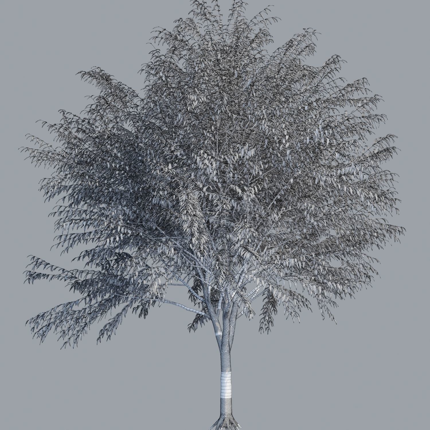 Waterhousea floribunda collection 3D model | CGTrader