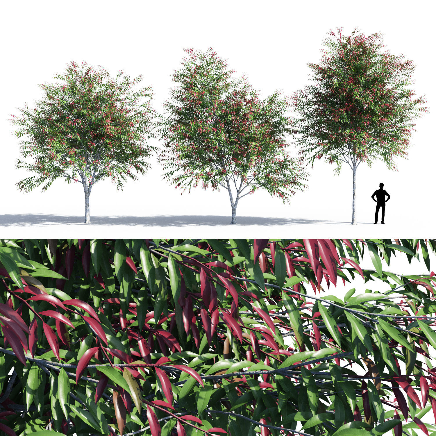 Waterhousea floribunda collection 3D model | CGTrader