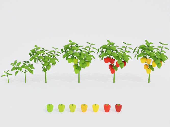 3D model Low poly bell pepper VR / AR / low-poly | CGTrader