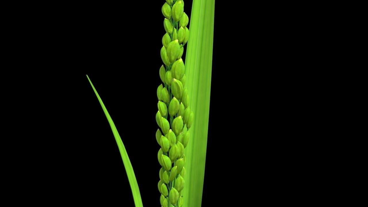 meal low-poly YOUNG RICE PLANT 3D MODEL LOW POLY