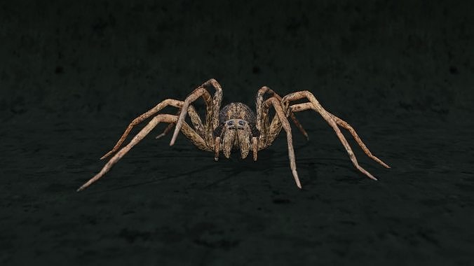 3D model Realistic wolf spider rigged in 3d Blender model VR / AR / low ...
