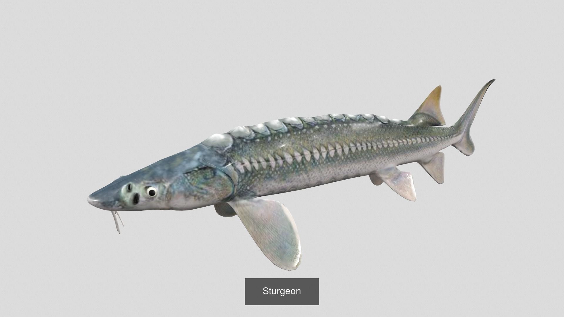 modern fish 3D Model Collection | CGTrader