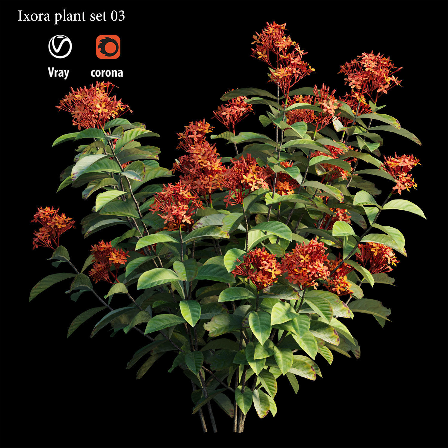 Ixora plant set 03 3D model | CGTrader