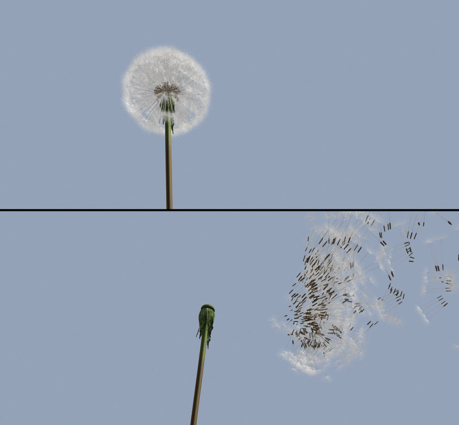 Dandelion animated 3D model animated rigged | CGTrader