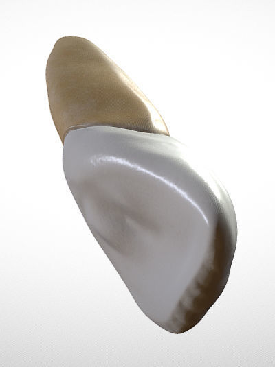 3D model Maxillary lateral Incisor VR / AR / low-poly | CGTrader