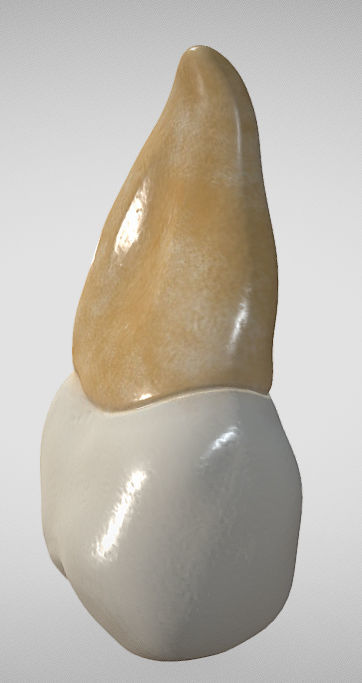 3D model Maxillary Second Premolar VR / AR / low-poly | CGTrader