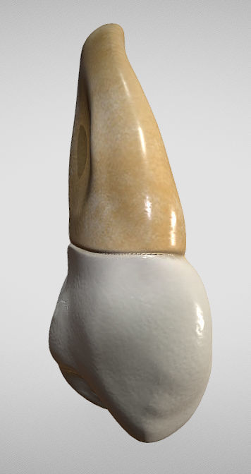 3D model Maxillary Second Premolar VR / AR / low-poly | CGTrader