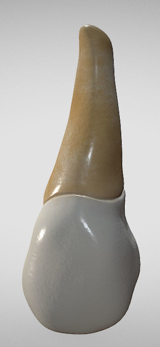 3D model Maxillary Second Premolar VR / AR / low-poly | CGTrader