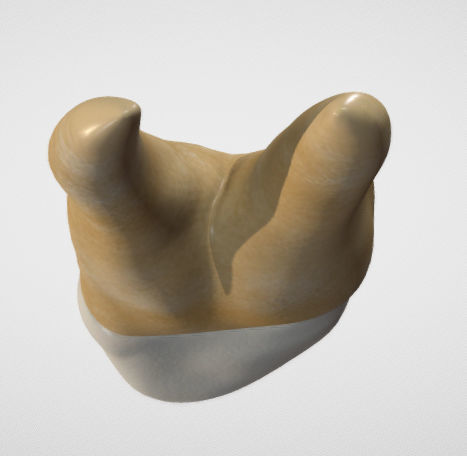 3D model Maxillary First Premolar VR / AR / low-poly | CGTrader