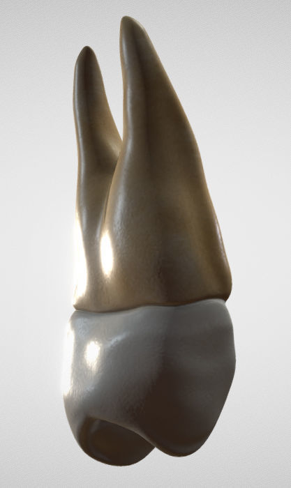 3D model Maxillary First Premolar VR / AR / low-poly | CGTrader