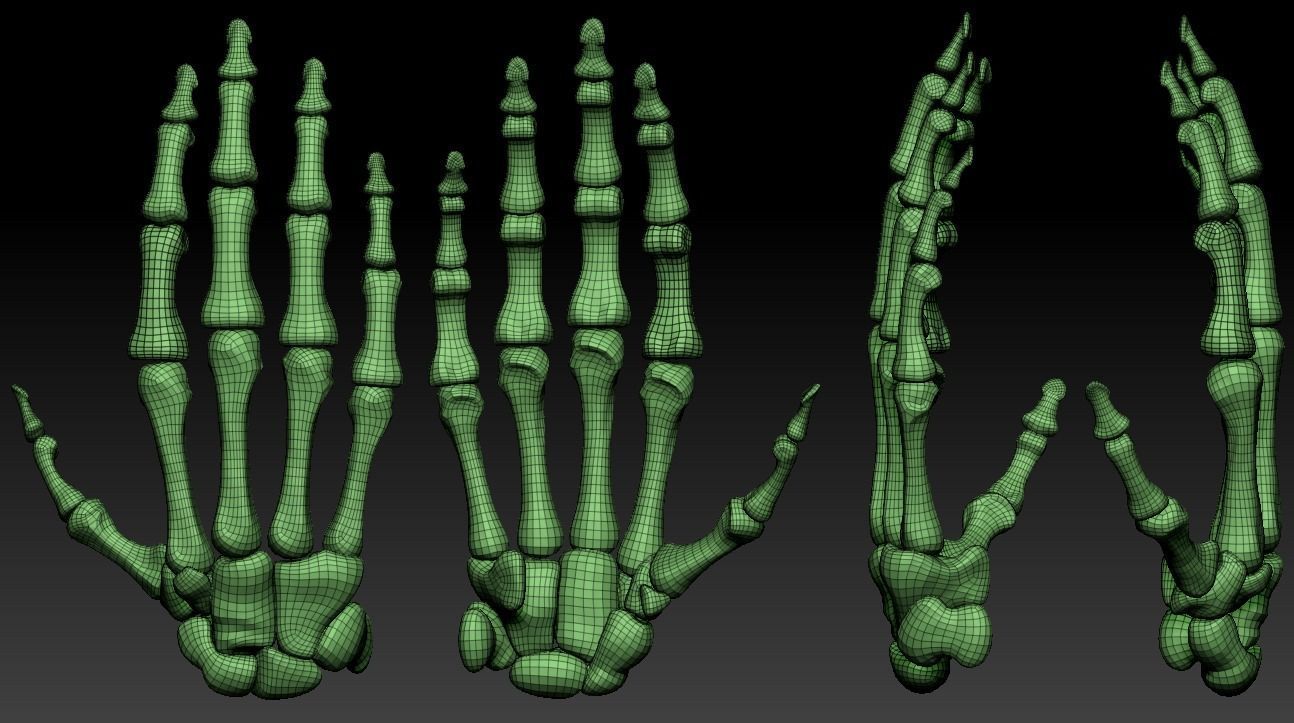Human hand bones Wrist skeleton 3D model | CGTrader