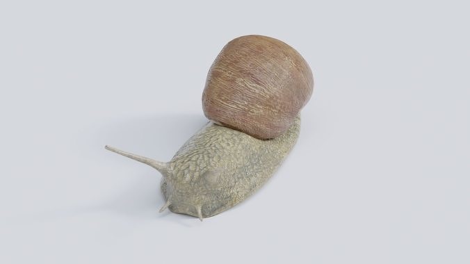 3D model Low poly snail model with PBR materials VR / AR / low-poly ...
