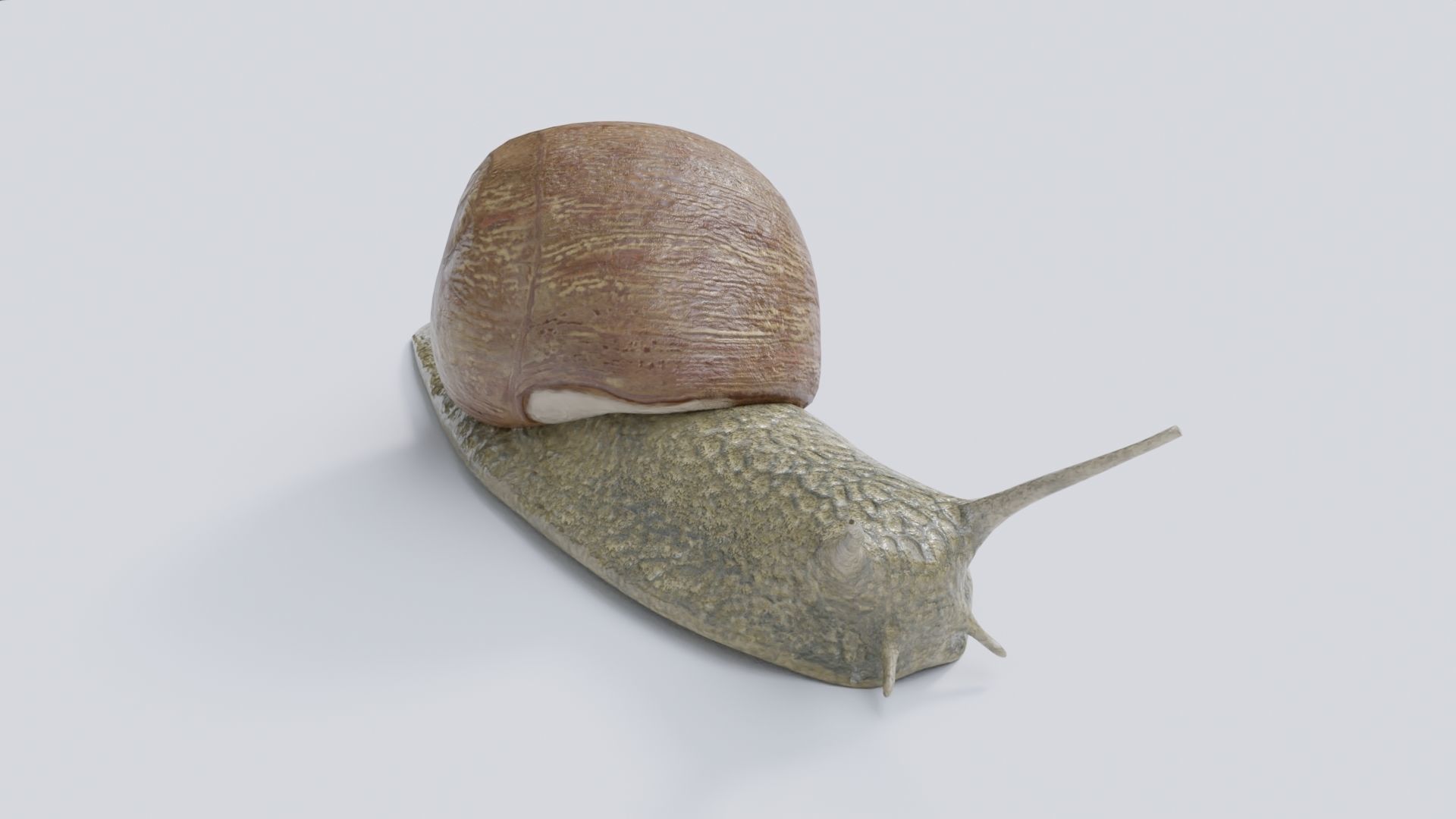 3D model Low poly snail model with PBR materials VR / AR / low-poly ...