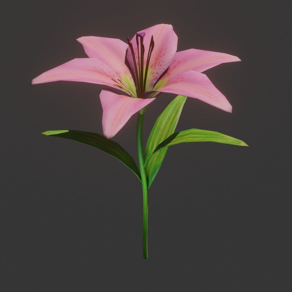 Lily flower 3D model | CGTrader