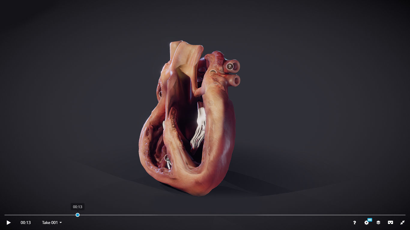 3D model Heart Cross Section Animation VR / AR / low-poly animated ...
