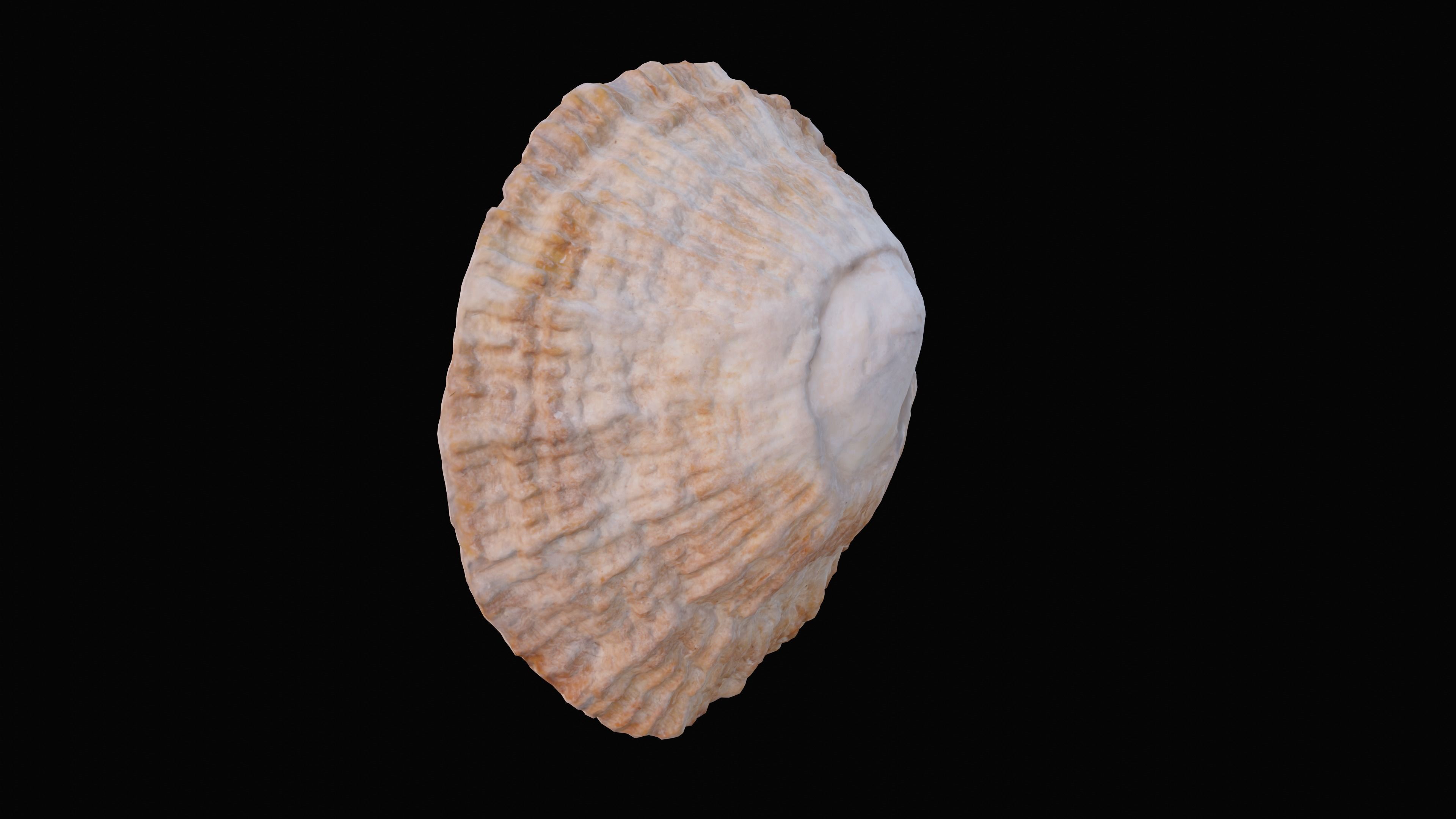 3D model Limpet sea shell VR / AR / low-poly | CGTrader