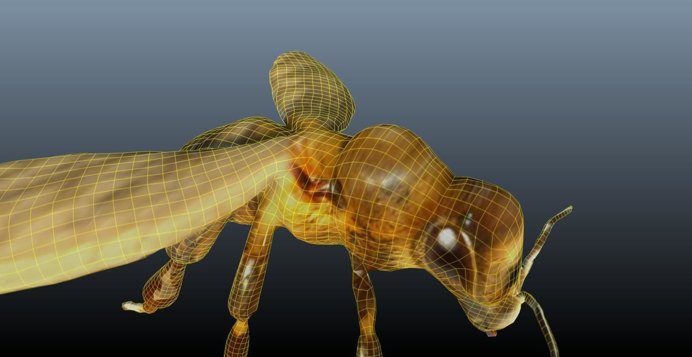 3D model honey bee lowpoly VR / AR / low-poly | CGTrader