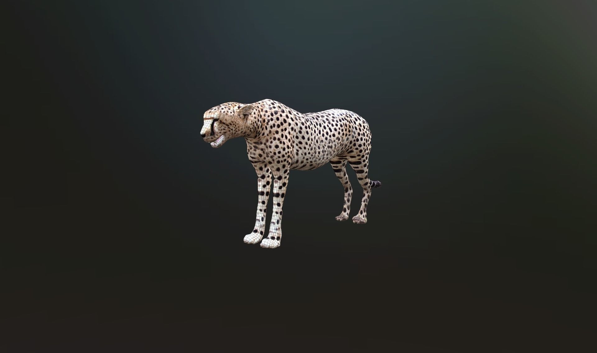 3D model cheetah lowpoly VR / AR / low-poly | CGTrader