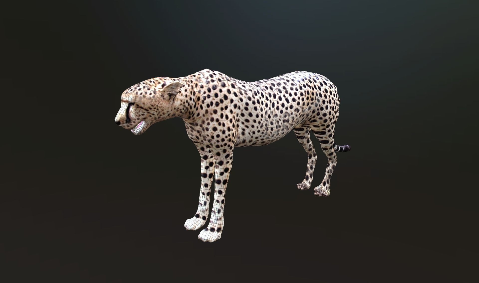 3D model cheetah lowpoly VR / AR / low-poly | CGTrader